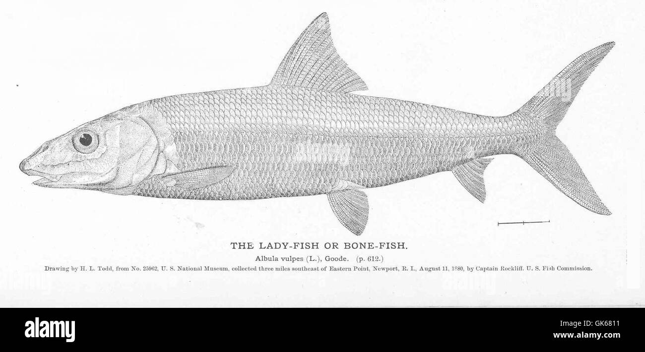 Lady Fish High Resolution Stock Photography and Images - Alamy