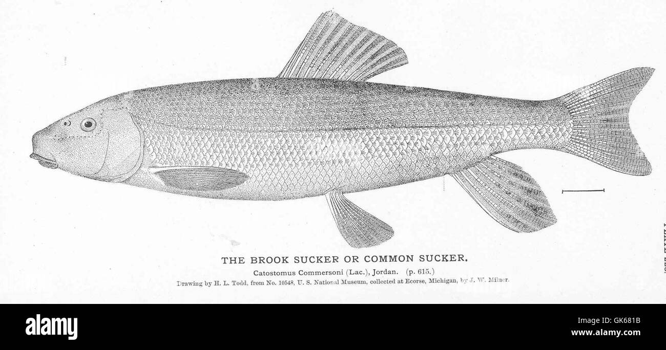 Ozark Mountain Suckers