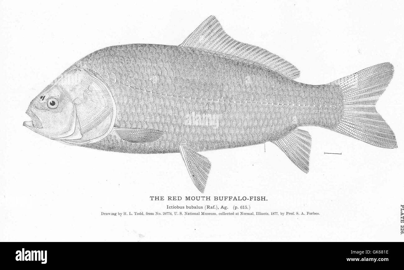 Important food fish species Black and White Stock Photos & Images - Alamy