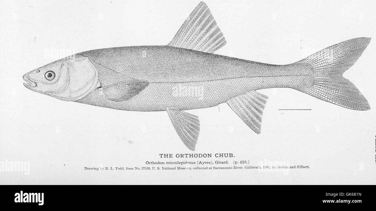 The *Orthodon chub* is a species of freshwater fish native to the ...