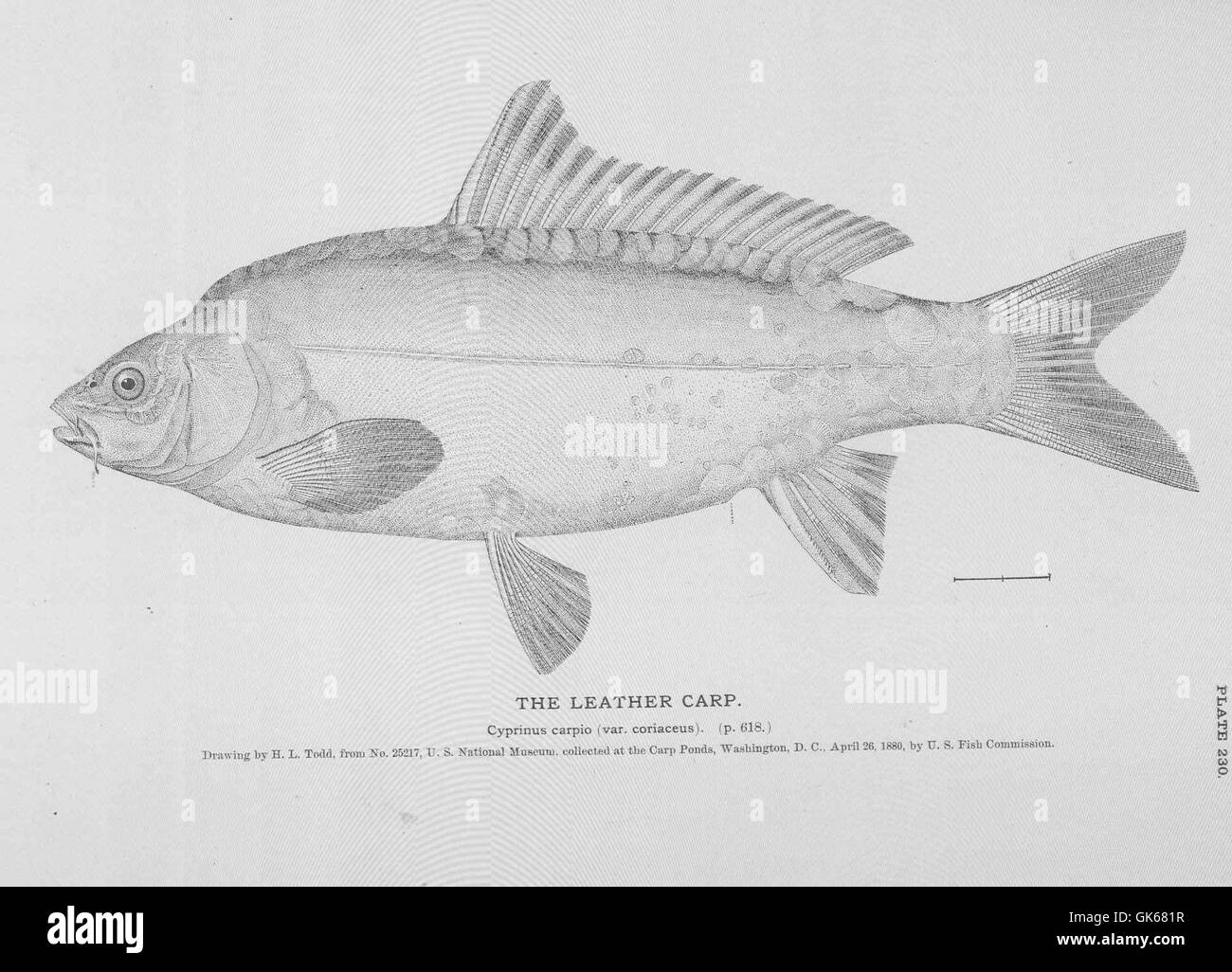 Leather carp Black and White Stock Photos & Images - Alamy