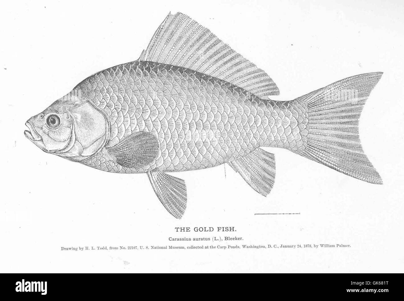 The goldfish (Carassius auratus) is a small freshwater fish, often kept ...