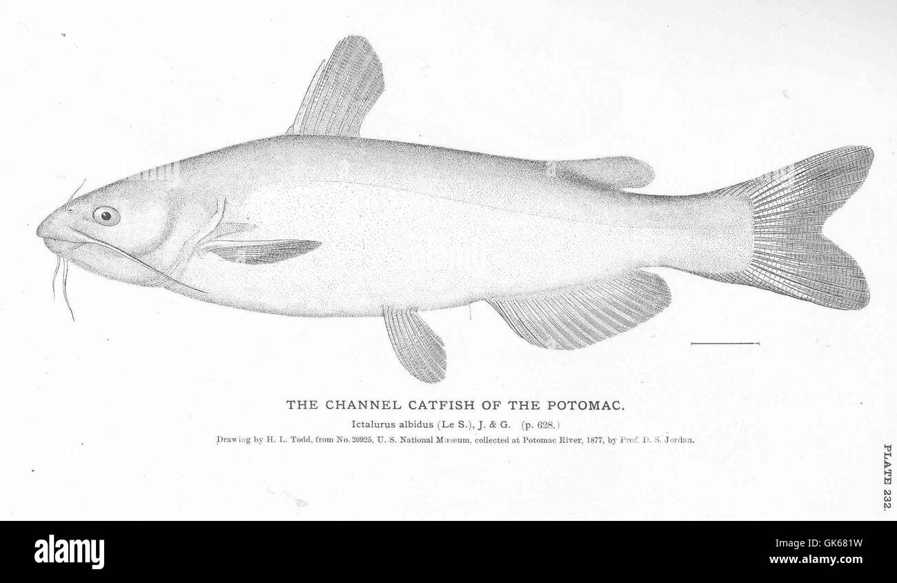 The Channel Catfish (Ictalurus punctatus) is a common species in the ...