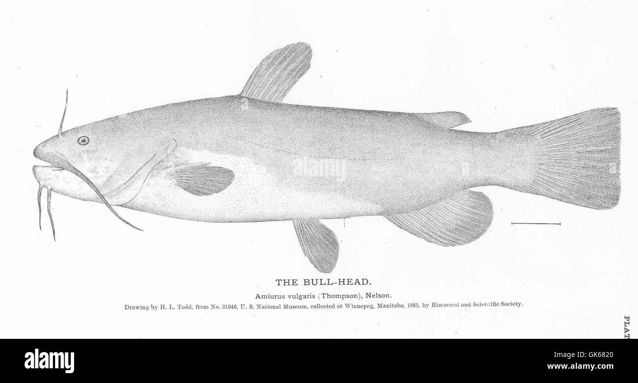 It is recognized by its large head Black and White Stock Photos ...