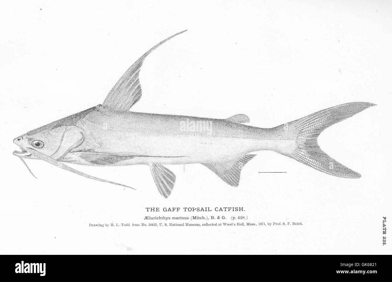 Elongated catfish hi-res stock photography and images - Alamy
