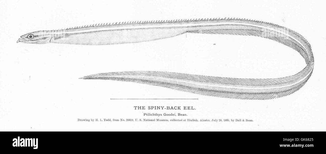 Distinctive dorsal Black and White Stock Photos & Images - Alamy