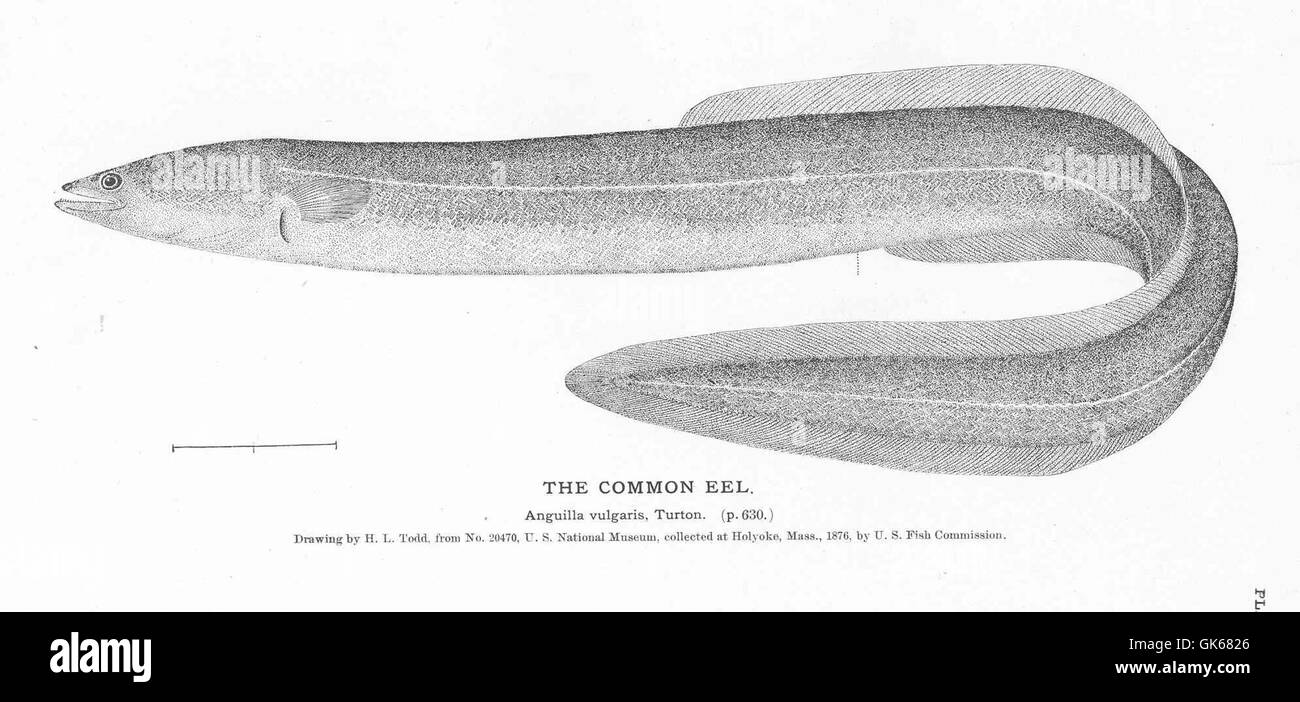 Common eel hi-res stock photography and images - Alamy
