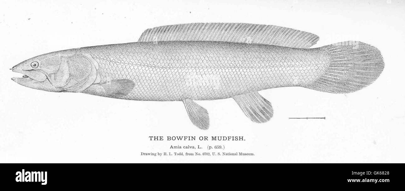 Mudfish hi-res stock photography and images - Alamy