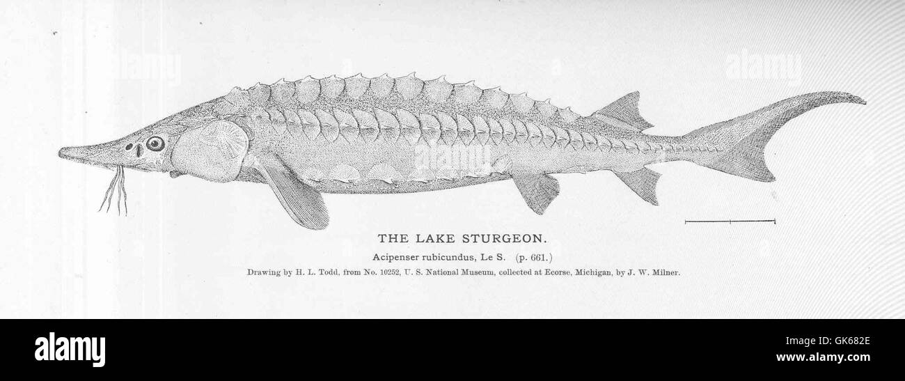 51148 Lake Sturgeon Stock Photo - Alamy
