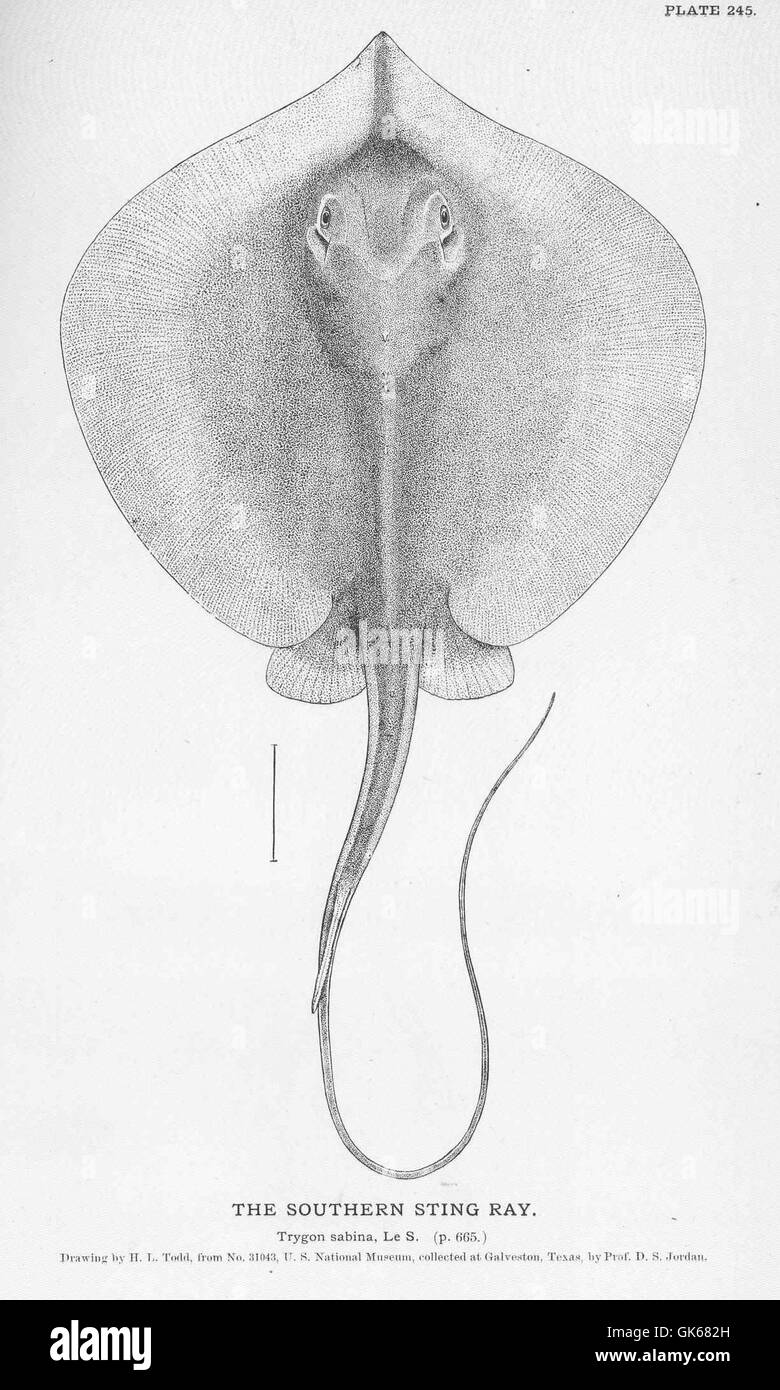 51150 Southern Sting Ray Stock Photo - Alamy
