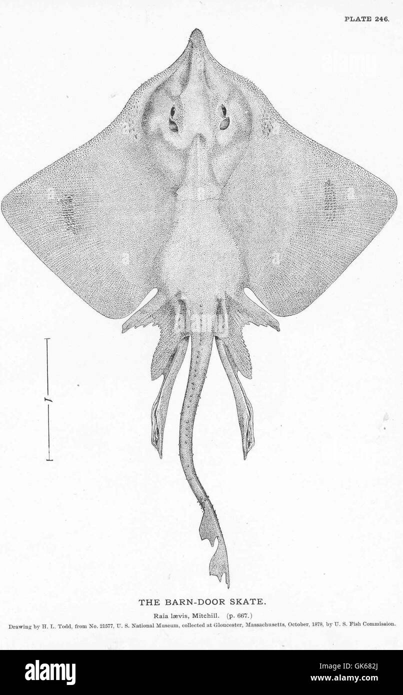 Large pectoral fins Black and White Stock Photos & Images - Alamy