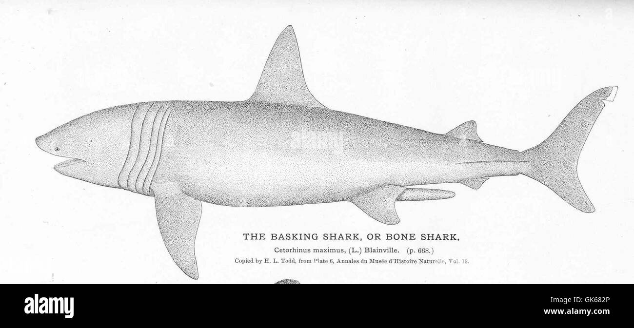 Basking shark cetorhinus maximus Black and White Stock Photos & Images ...