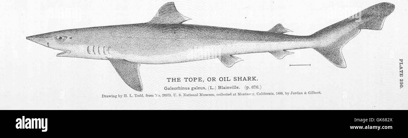 Tope shark hi-res stock photography and images - Alamy