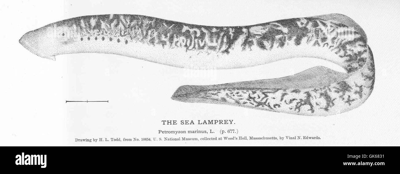 Sea lamprey petromyzon marinus hi-res stock photography and images - Alamy