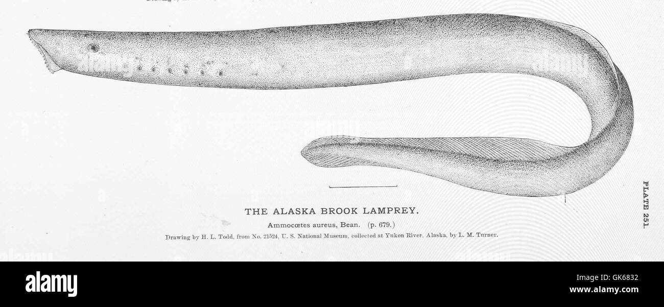 Lamprey river Black and White Stock Photos & Images - Alamy