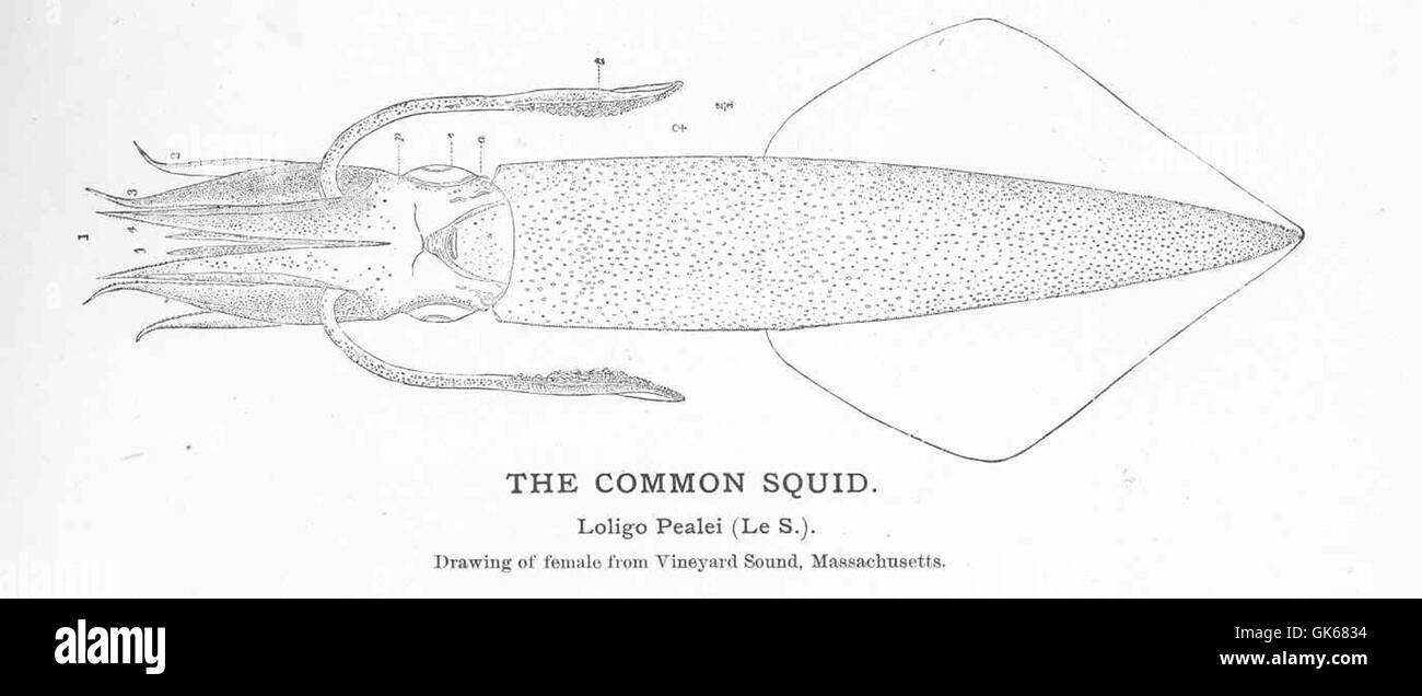 The Common Squid, a cephalopod species, is displayed in its natural ...