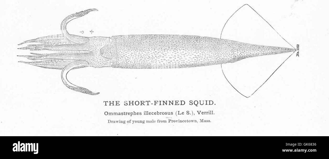 51164 Short-Finned Squid Stock Photo - Alamy