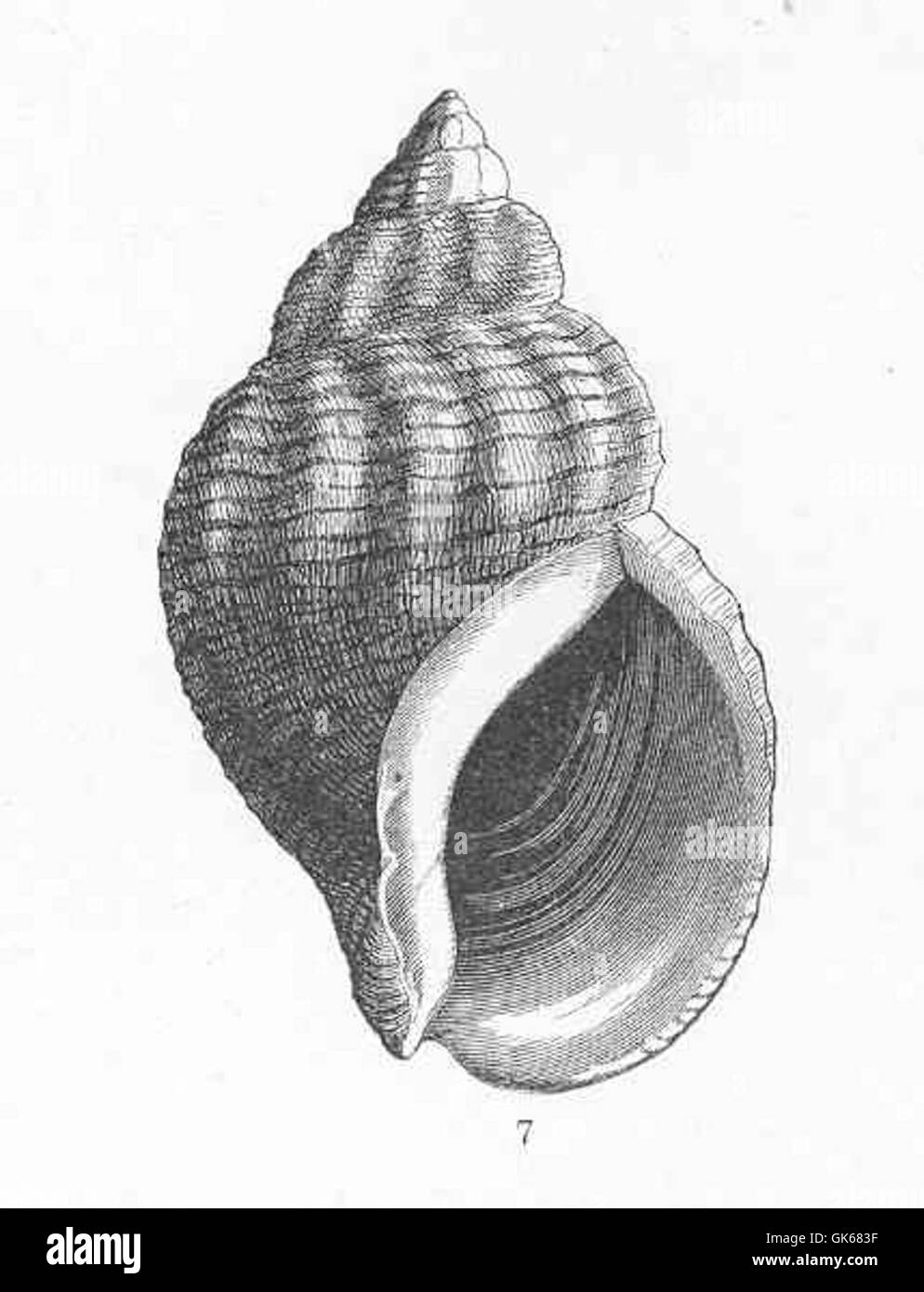 Snail species identification hi-res stock photography and images - Alamy