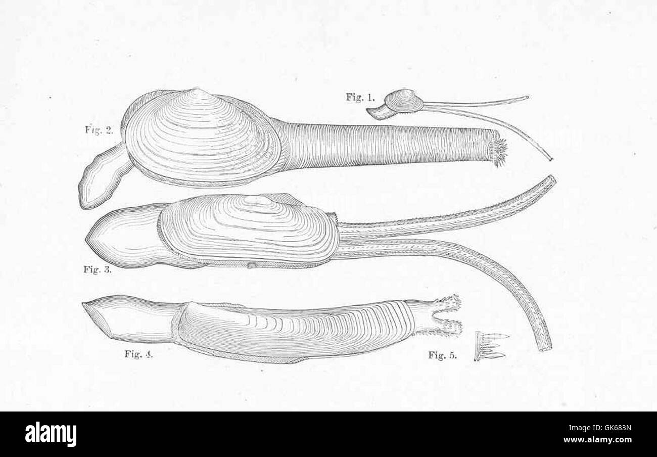 Angulus High Resolution Stock Photography and Images - Alamy