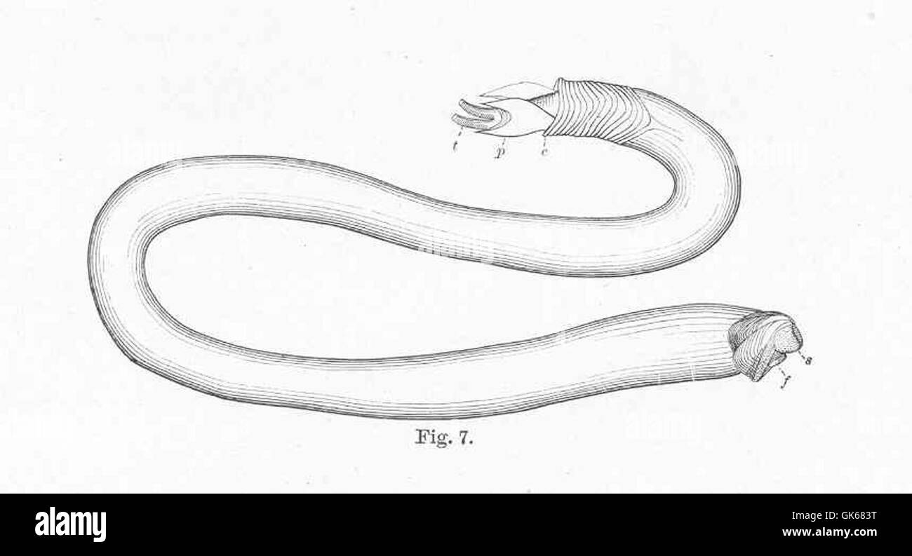 Teredo worm hi-res stock photography and images - Alamy