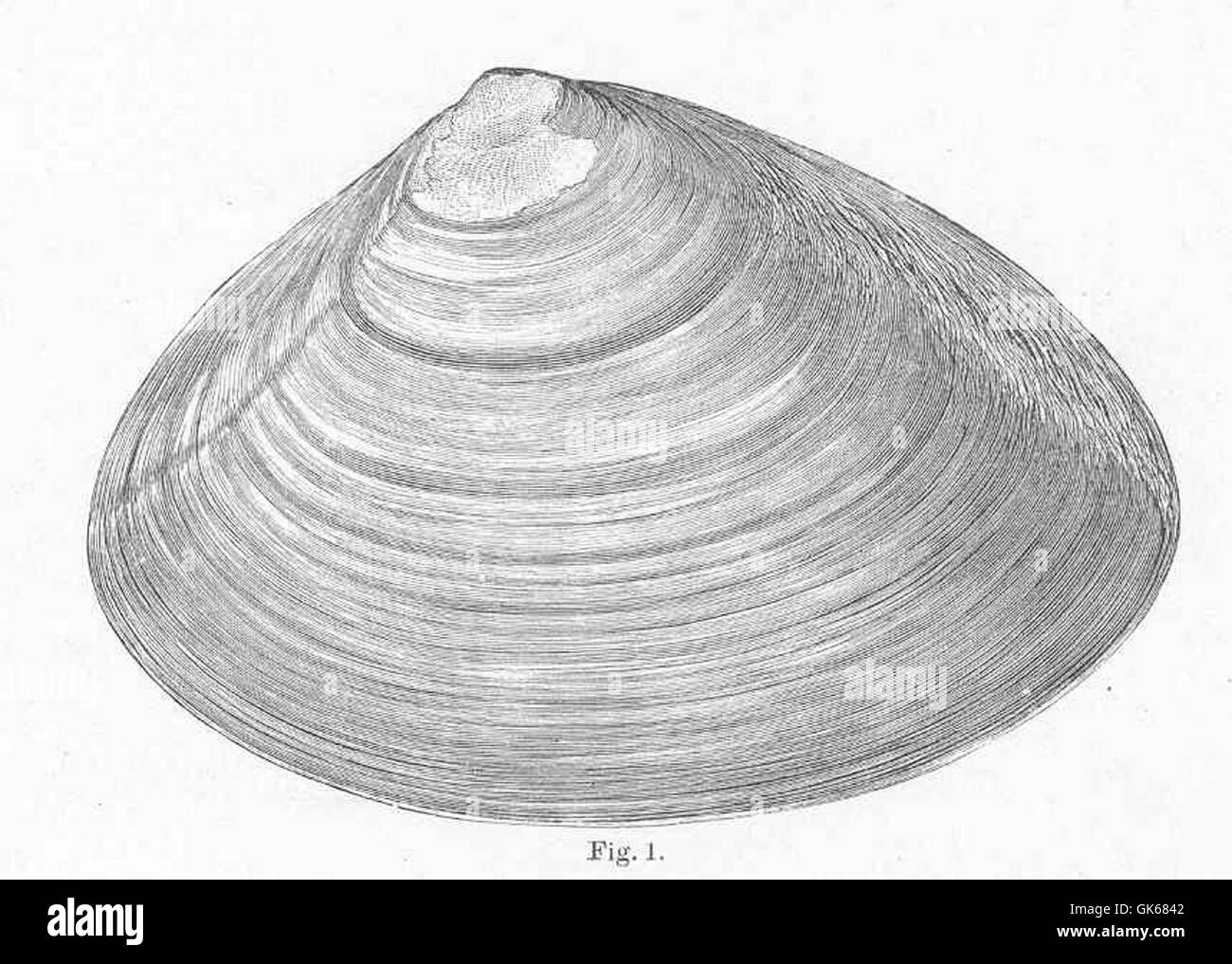 Hen Clam Stock Photos & Hen Clam Stock Images - Alamy