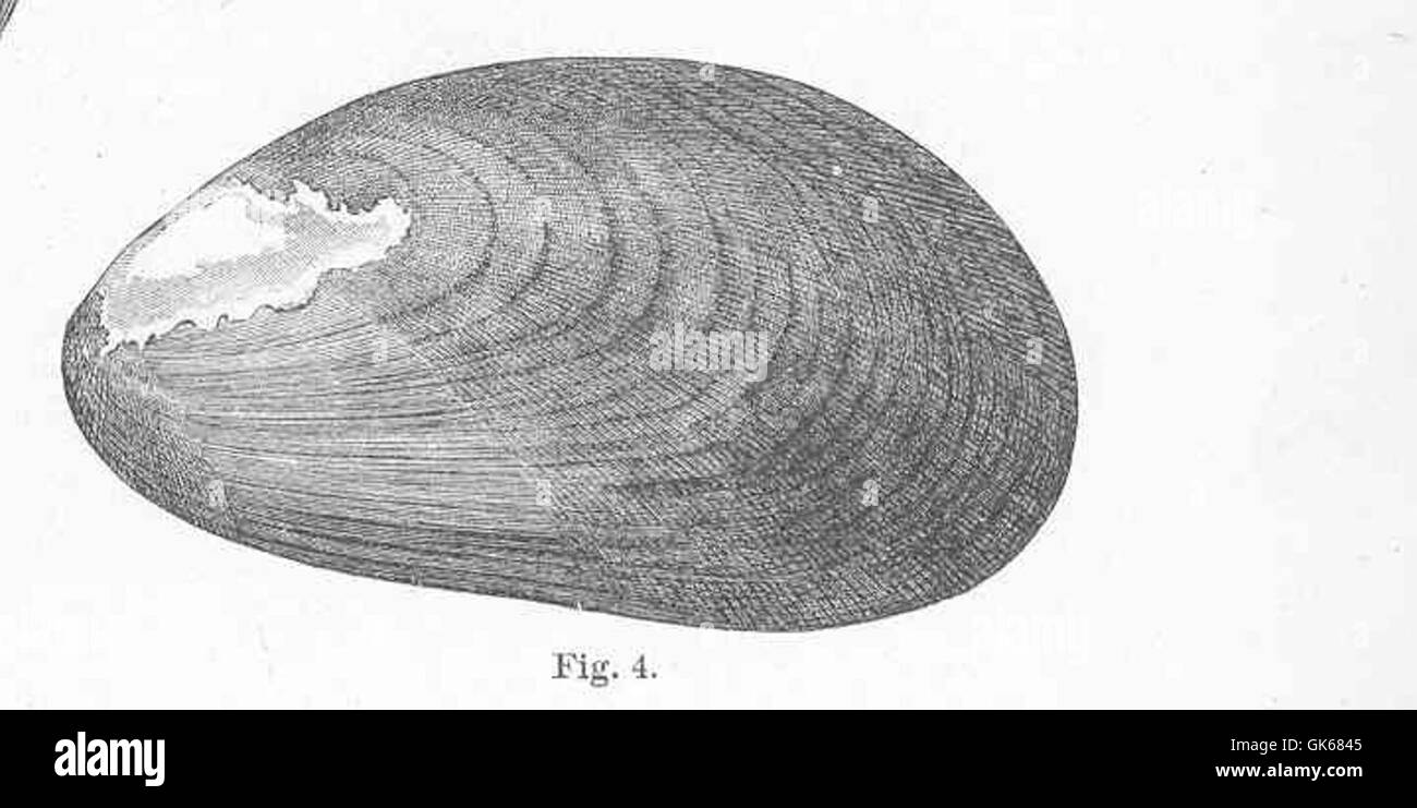 51188 Black Horse Mussel, Modiola nigra Stock Photo - Alamy