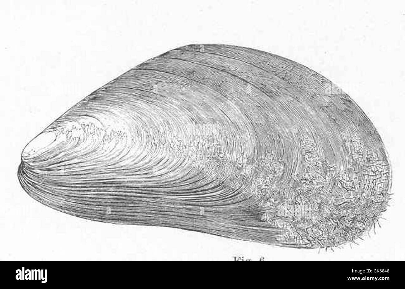 Modiolus High Resolution Stock Photography and Images - Alamy