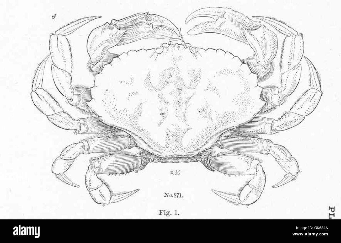 51192 Rock Crab, Cancer irroratus, Say, male Stock Photo - Alamy