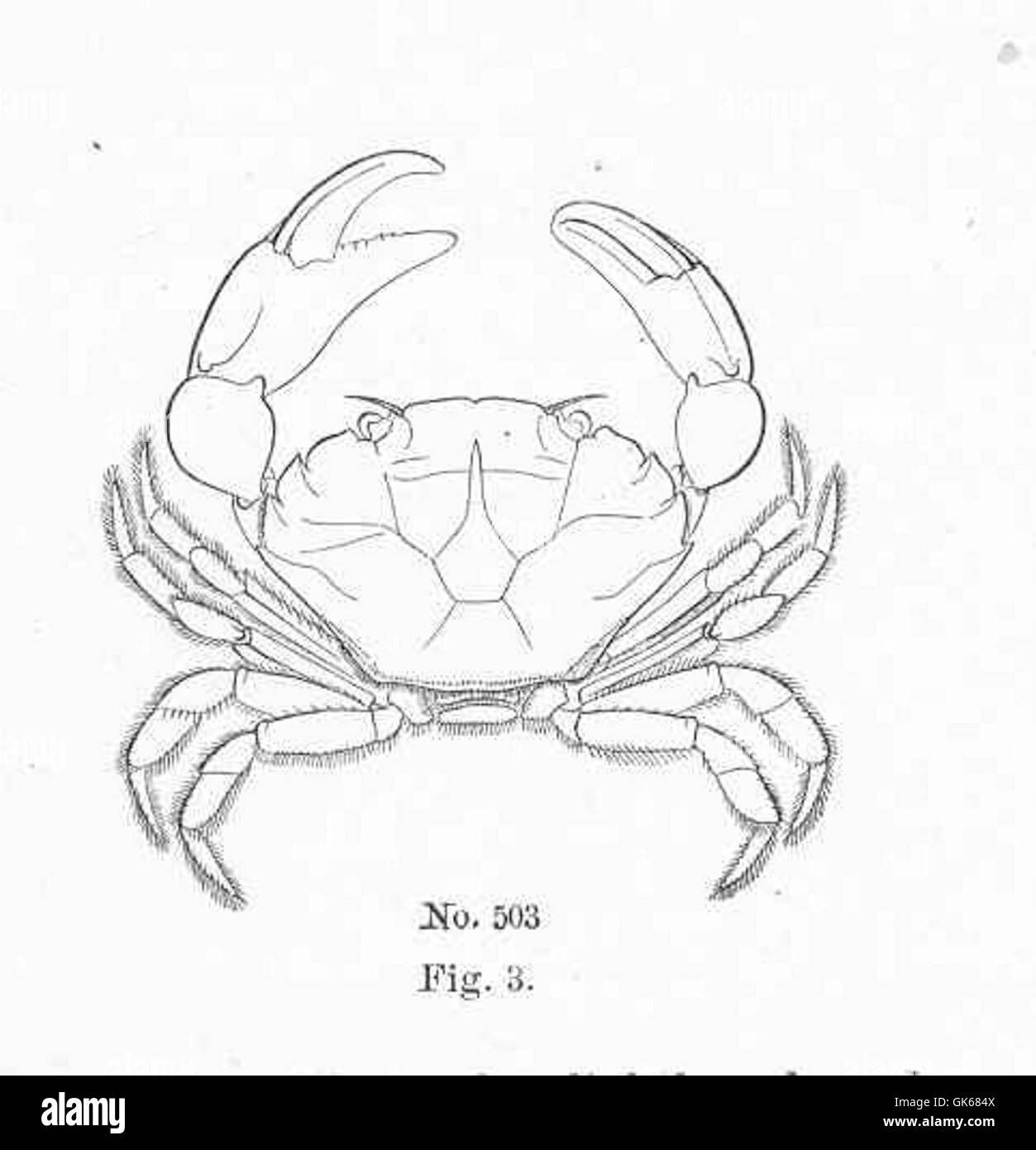 Mud crab male Black and White Stock Photos & Images - Alamy