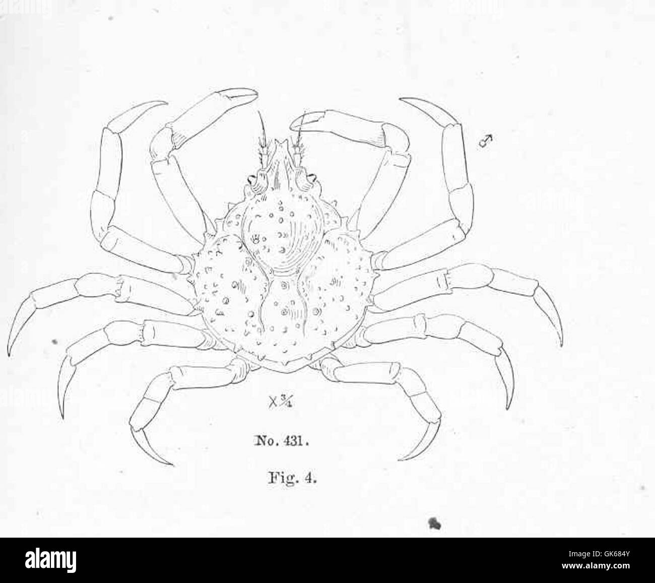 Libinia emarginata Black and White Stock Photos & Images - Alamy