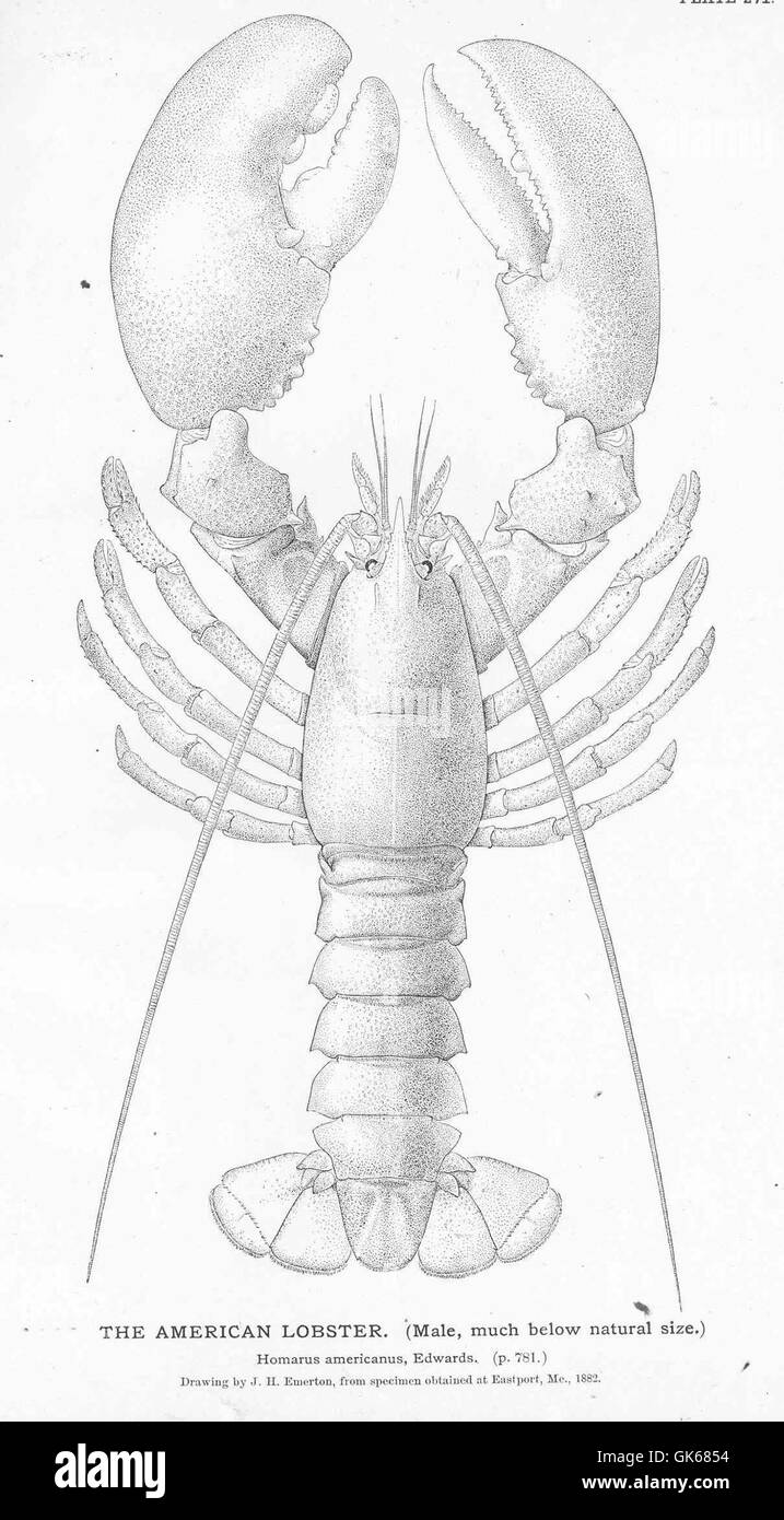 Homarus americanus Black and White Stock Photos & Images - Alamy