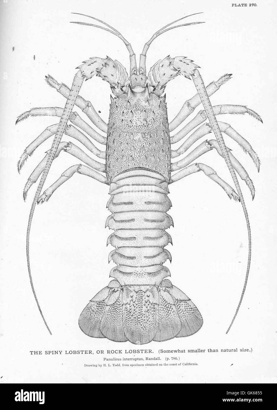 Exoskeleton marine Black and White Stock Photos & Images - Alamy