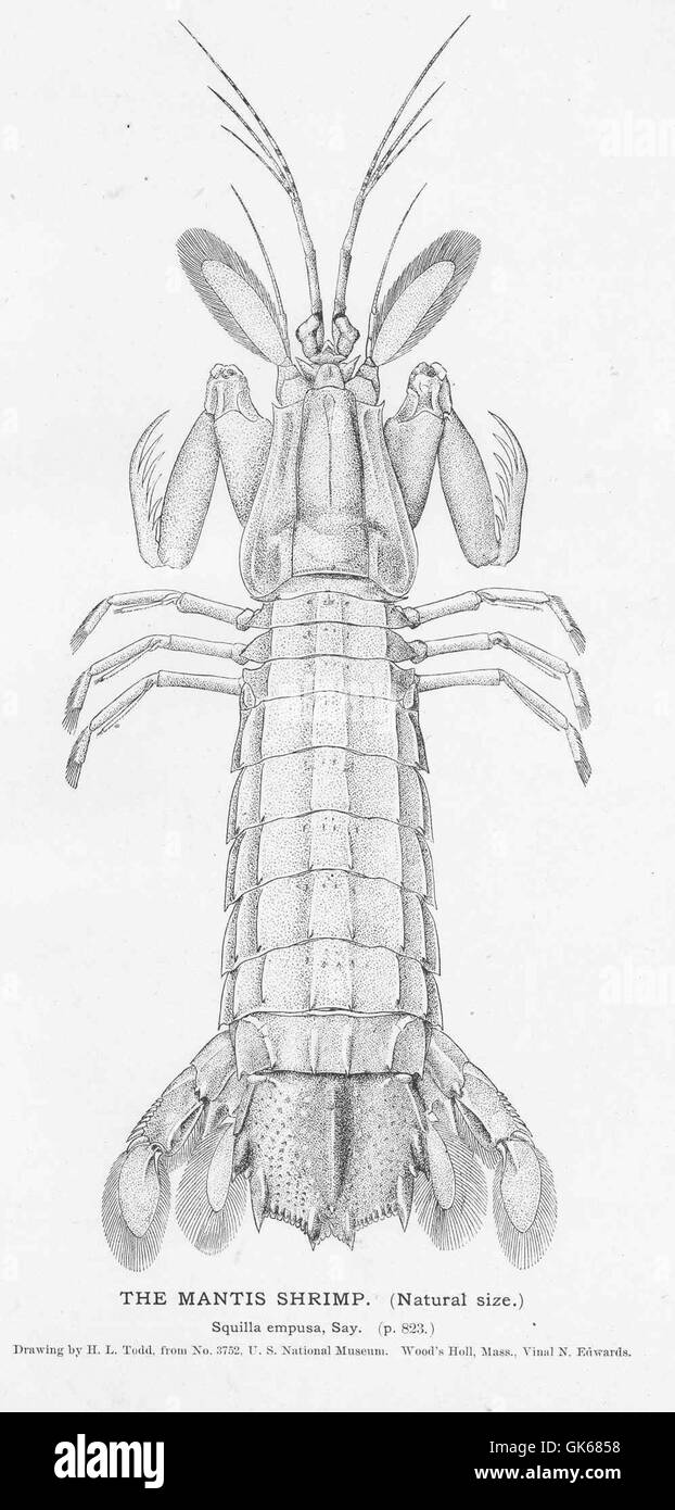 Mantis shrimp are predatory marine crustaceans known for their powerful ...