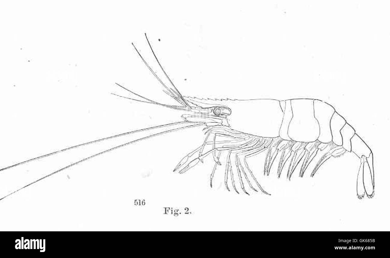 A male Palaemonetes vulgaris, commonly known as the common prawn ...