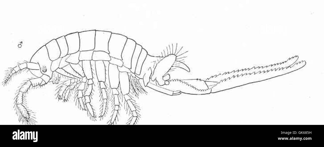 Amphipod structures hi-res stock photography and images - Alamy