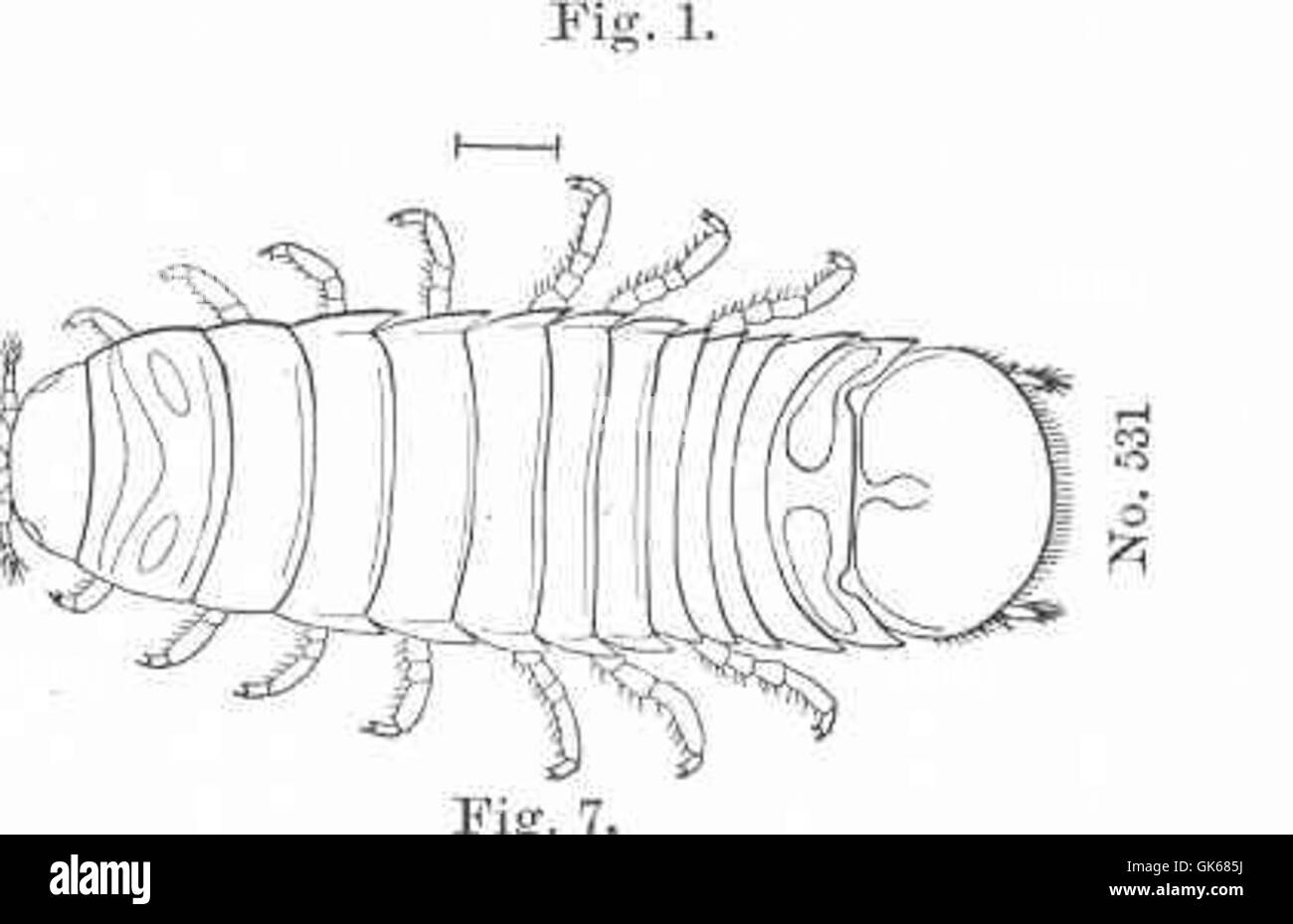 51223 Gribble, Limnoria lignorum, White Stock Photo - Alamy