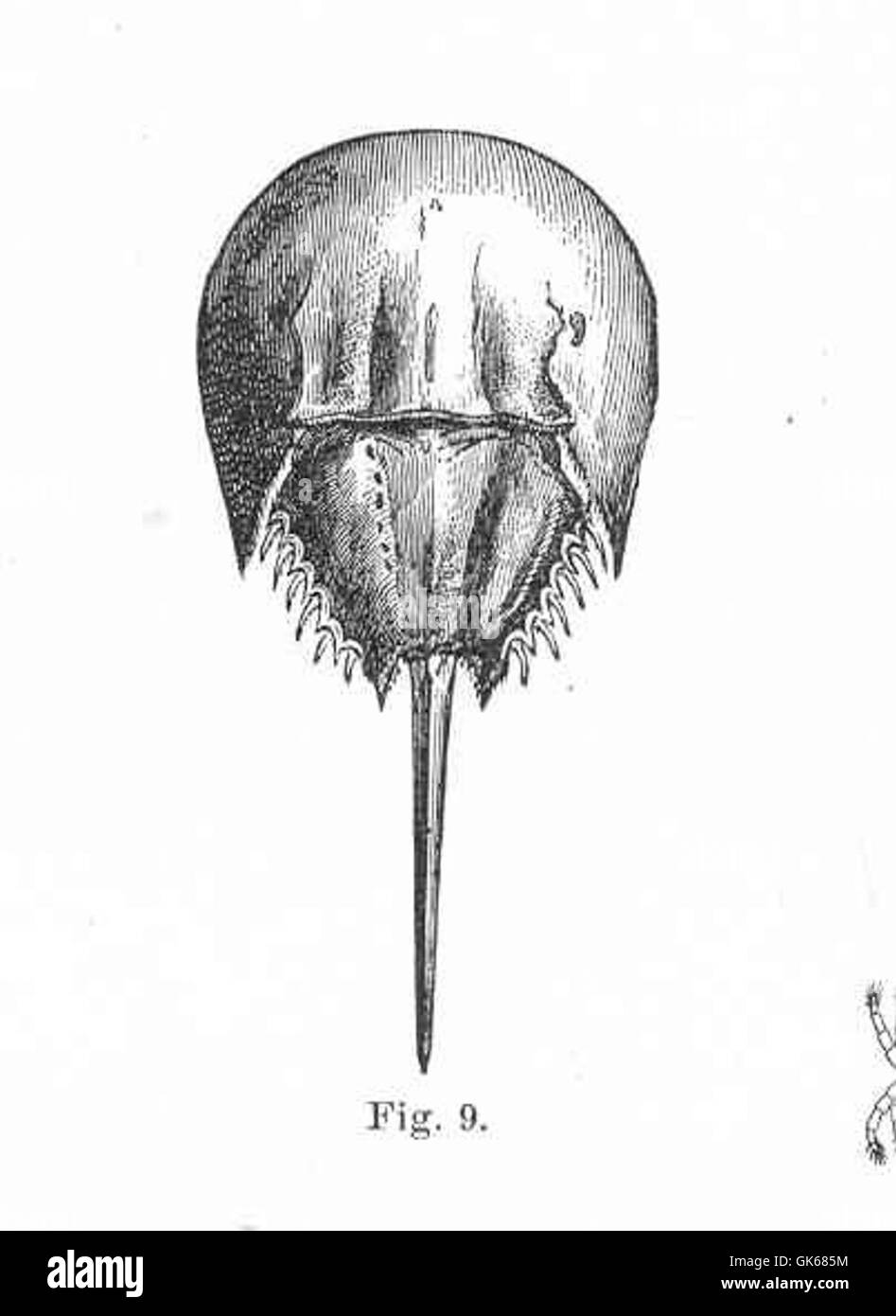 The horse-shoe crab, Limulus polyphemus, is a marine arthropod with a ...