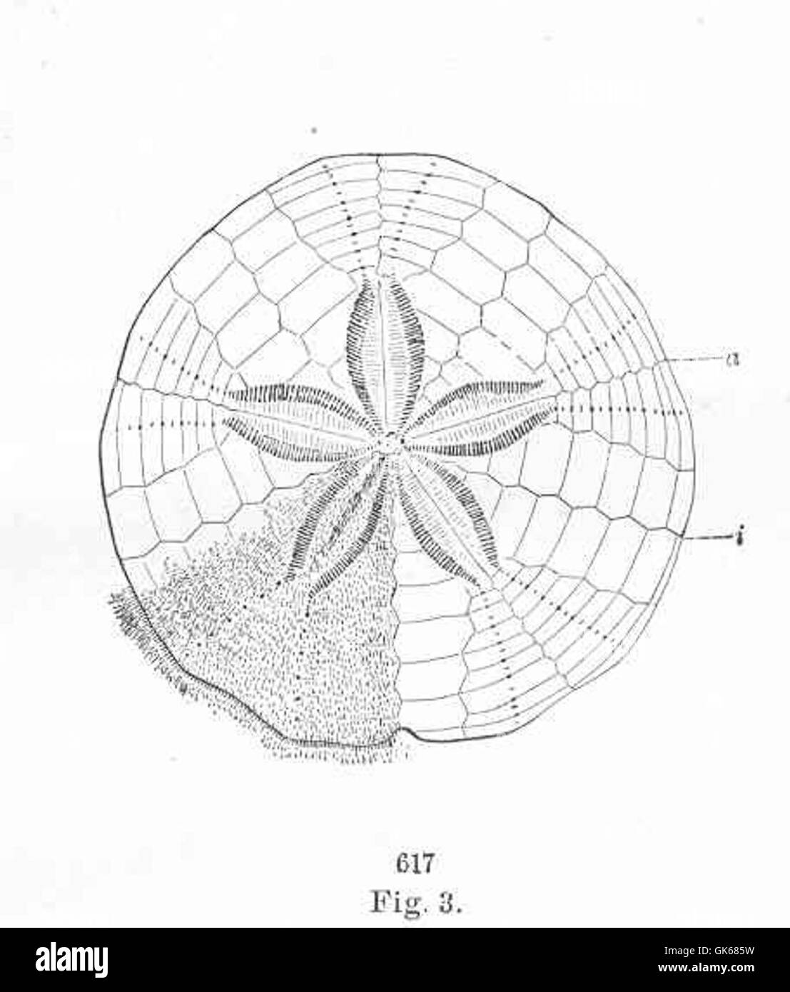 The '51229 Sand Dollar' (Echinarachnius parma) is a species of ...