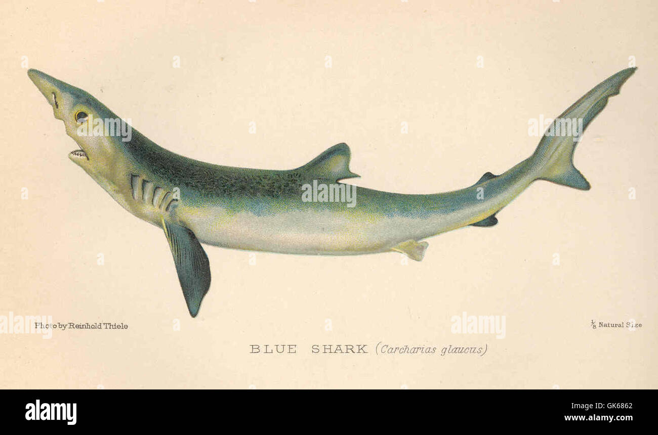 51234 Blue Shark (Carcharias glaucus Stock Photo - Alamy