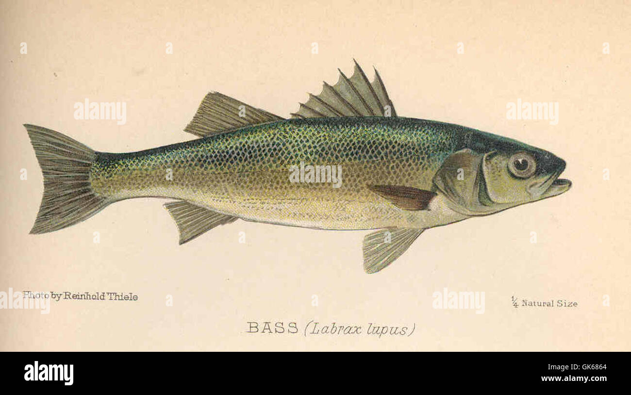 Labrax lupus hi-res stock photography and images - Alamy