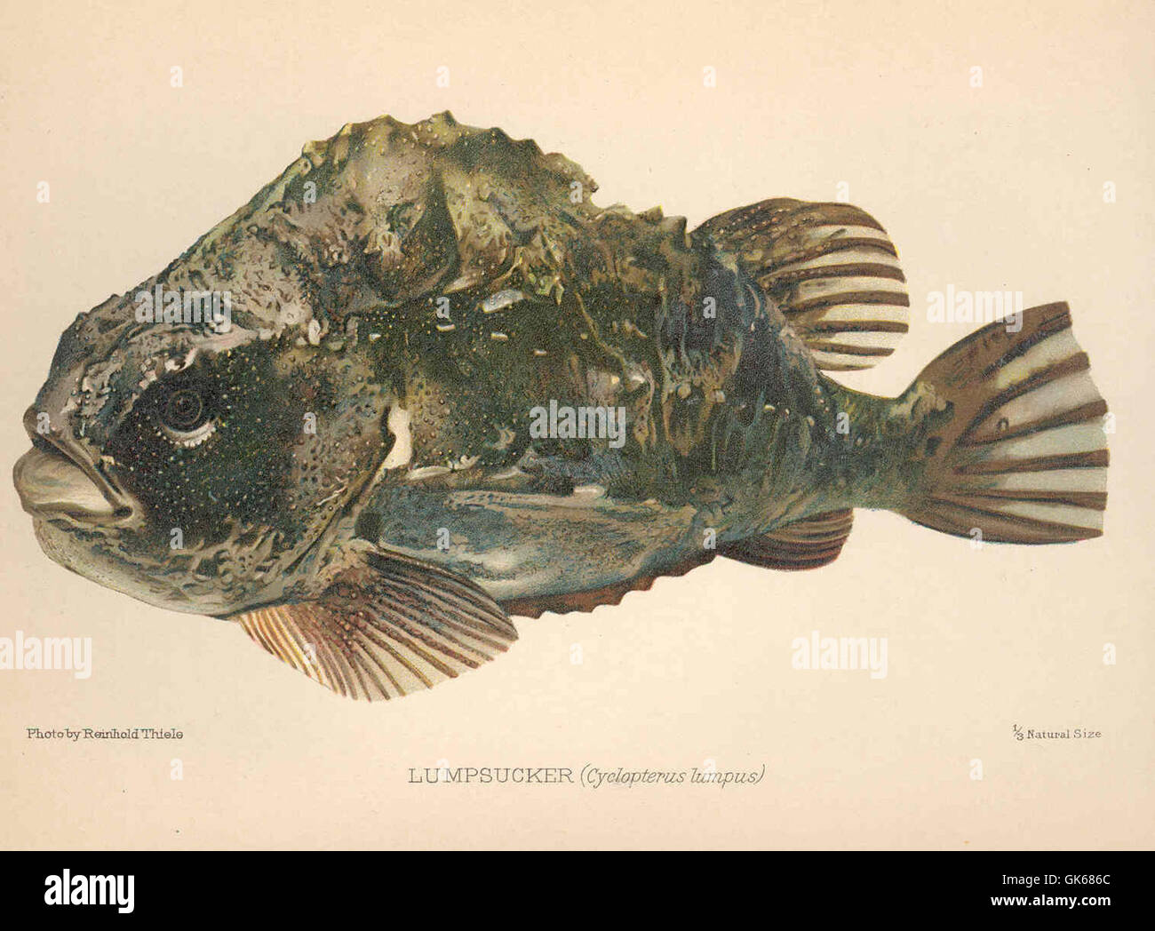 Lumpsucker cyclopterus lumpus hi-res stock photography and images - Alamy