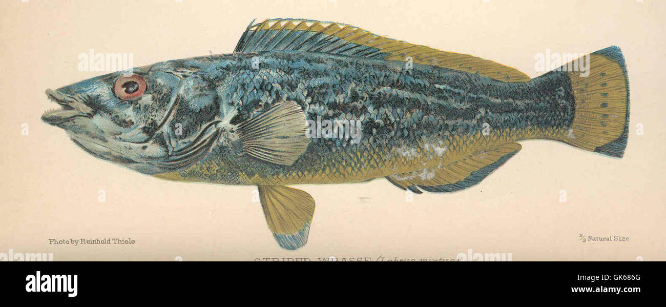 51243 Striped wrasse (Labrus mixtus Stock Photo - Alamy