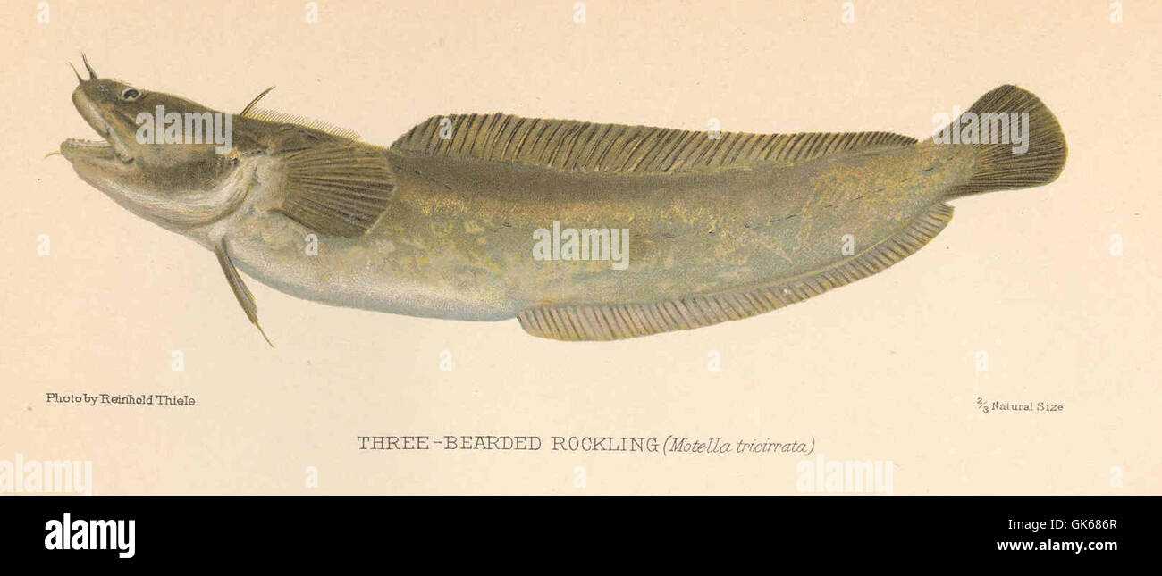 Rockling fish hi-res stock photography and images - Alamy