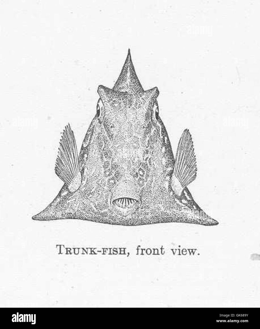 A front view of a trunk-fish, known for its hard, bony exterior and ...