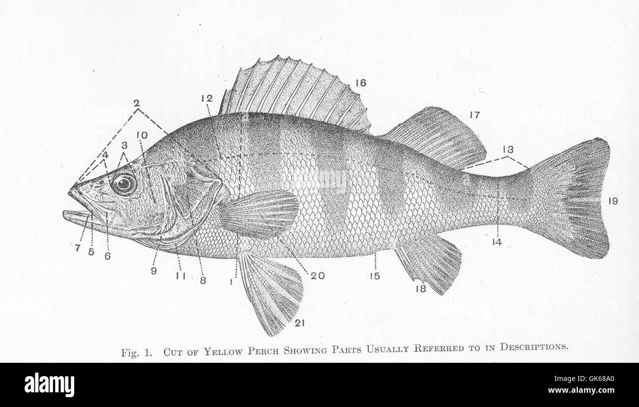 Yellow internal Black and White Stock Photos & Images - Alamy