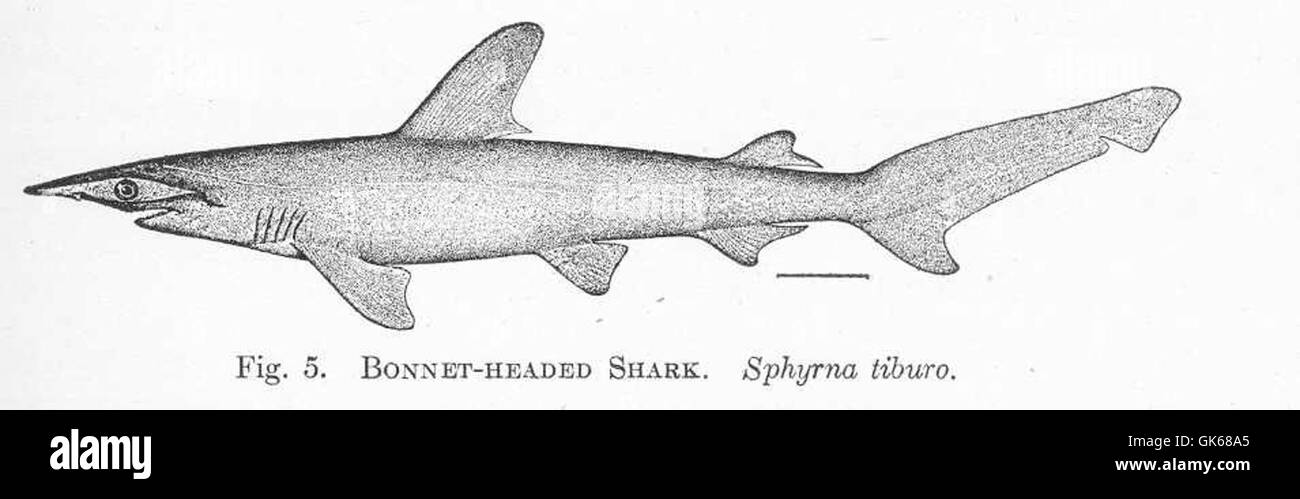 The Bonnet-Headed Shark (Sphyrma tiburo) is a small, coastal species ...