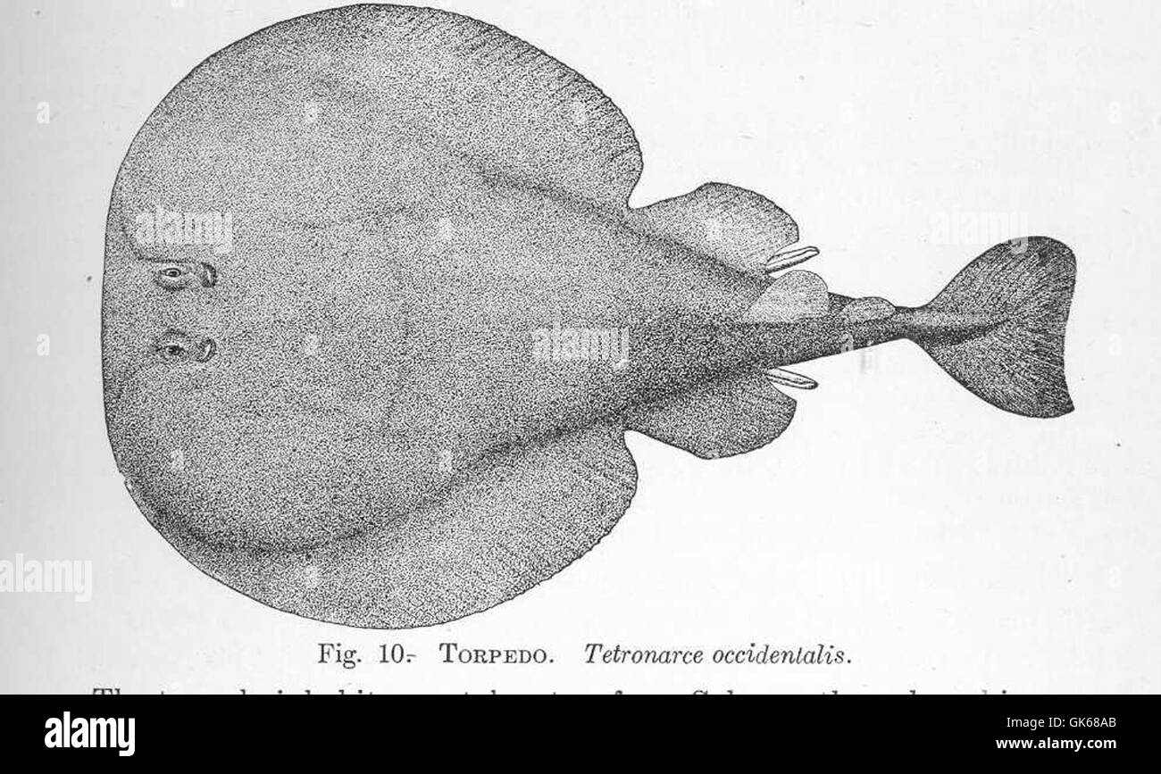 The Torpedo Tetronarce occidentalis, also known as the California ...