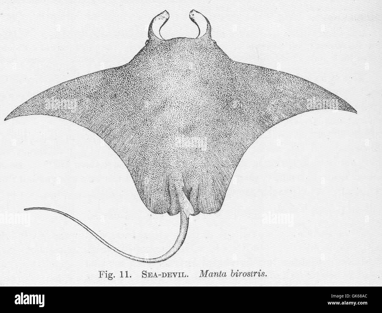 Old devil Black and White Stock Photos & Images - Alamy