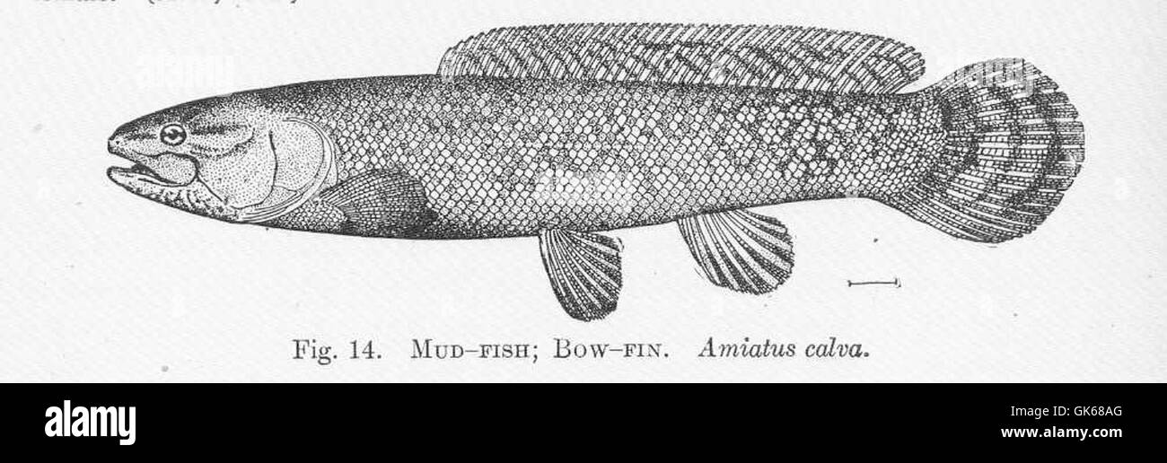 Amiatus calva, commonly known as the Bowfin or Mudfish, is a freshwater ...
