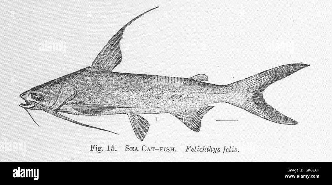 Species of sea catfish in hi-res stock photography and images - Alamy